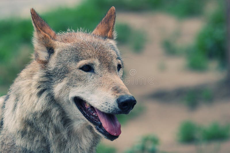 Smiling wolf stock photo. Image of timber, predator, dangerous - 68856148