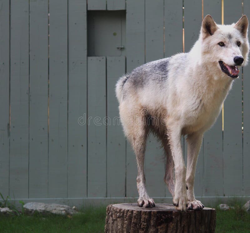 Smiling Wolf stock photo. Image of smiling, animal, gorgeous - 158395080