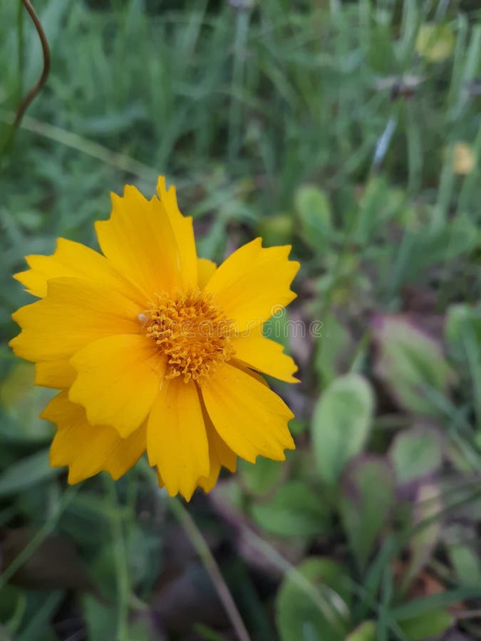 Smiling Yellow Star stock image. Image of night, smiling - 92872633