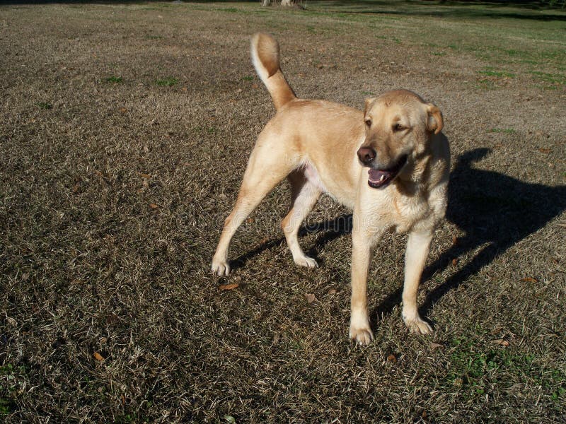 Smiling Yellow Lab stock image. Image of green, hound - 12497751