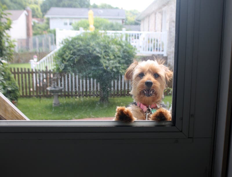 Smiling Yorkie stock photo. Image of cute, white, glass - 55821402