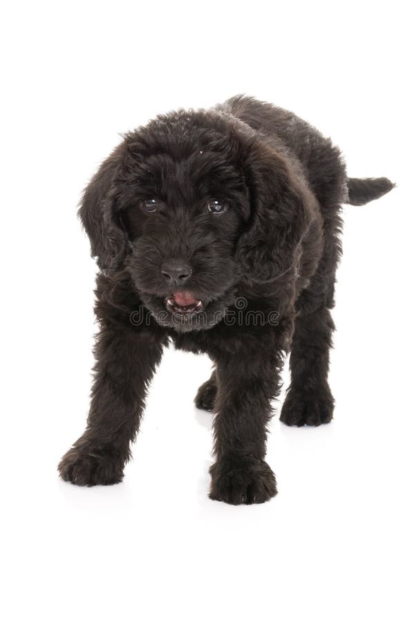 Smiling Young Black Labradoodle Puppy Isolated on White Stock Photo ...