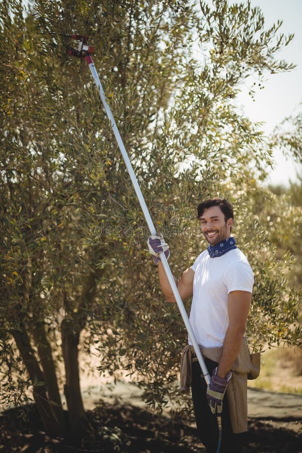 Smiling Young Man Using Olive Rake at Farm Stock Photo - Image of ...