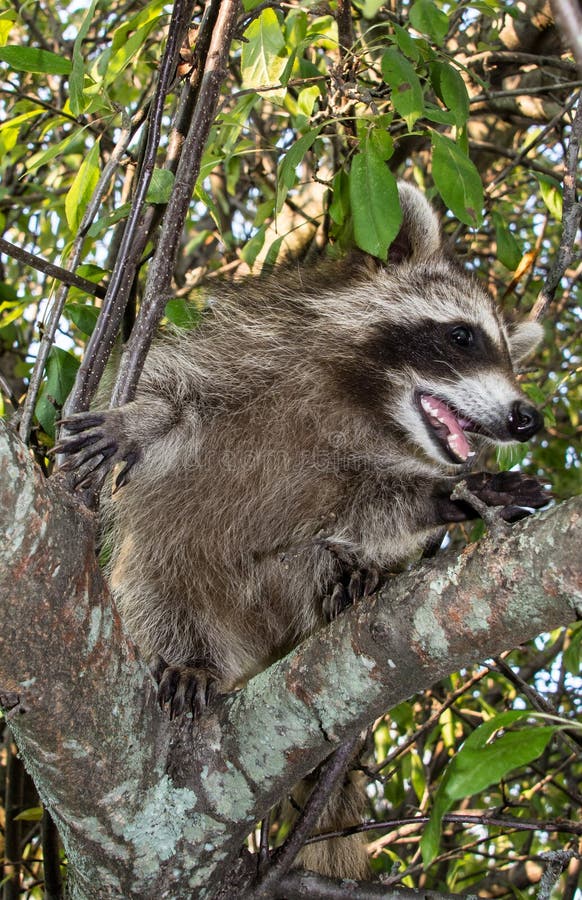 A Baby Raccoon in the Fork of a Tree. Stock Photo - Image of happy ...
