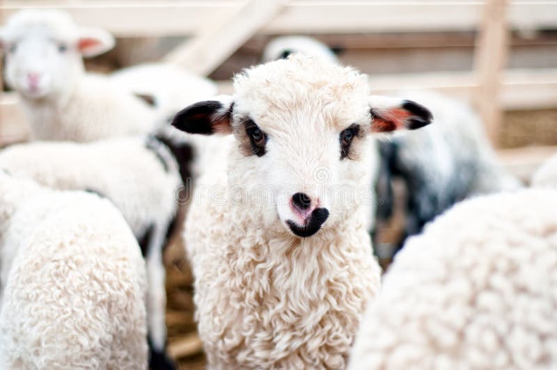 Smiling Young Spotted Lamb Looking at Camera while Eating Stock Photo ...