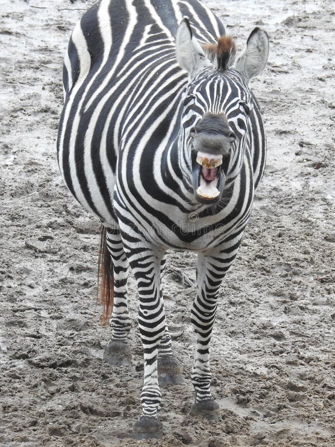 Smiling Zebra stock image. Image of teeth, laughing, nature - 90076329