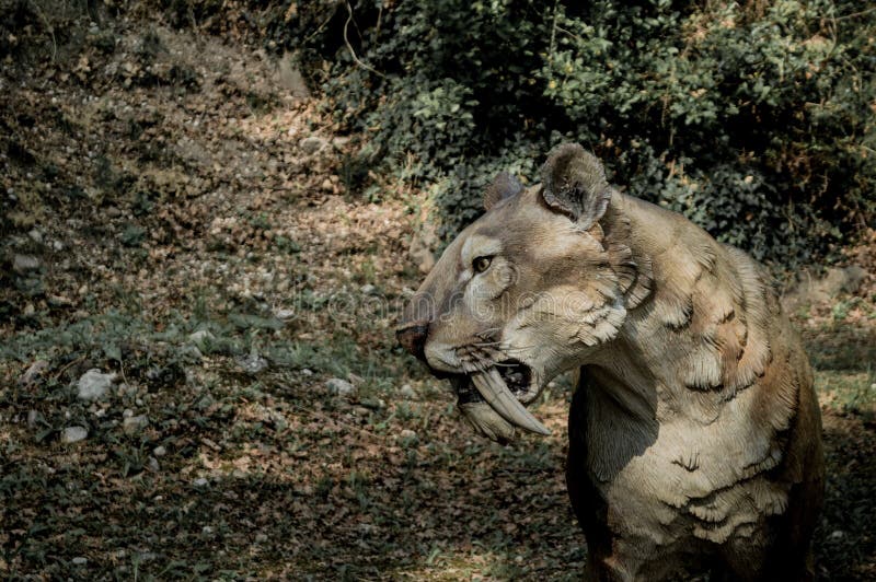 Sabertooth tiger fossil stock photo. Image of pleistocene - 60208576