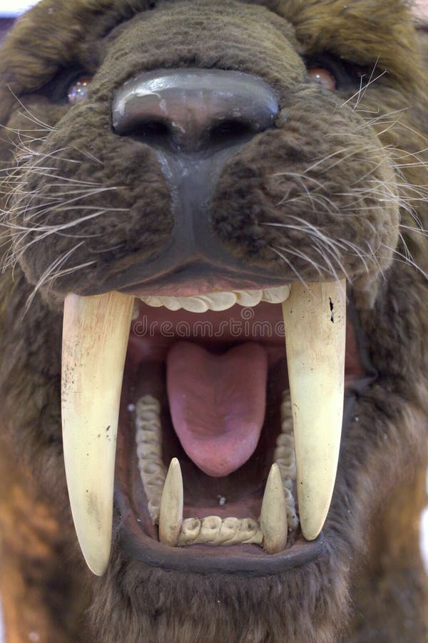 Smilodon Populator - Sabel-tandad Tiger Fotografering för Bildbyråer ...