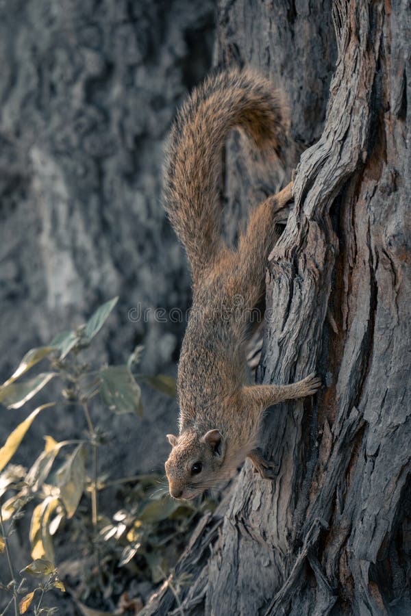 Smith Bush Squirrel Crawls Down Tree Staring Stock Photo - Image of ...