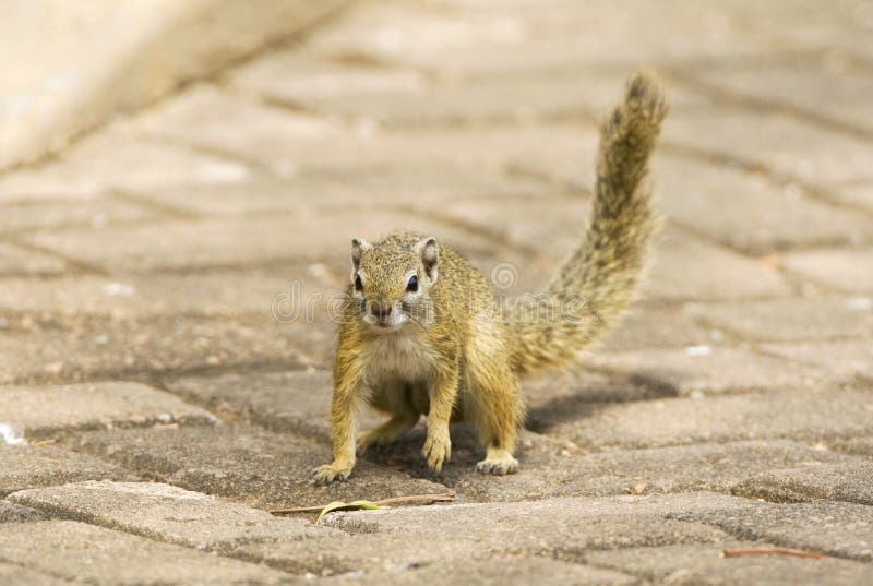 Smith S Bush Squirrel, Paraxerus Cepapi Stock Photo - Image of guyt ...