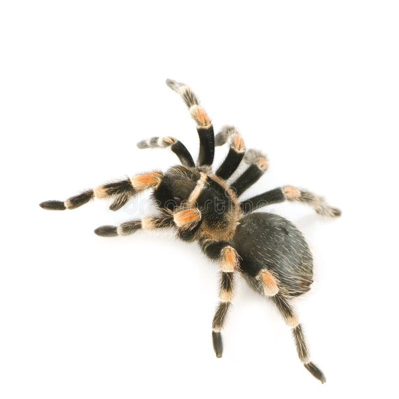 Smithi Messicano Di Brachypelma Della Tarantola Di Redknee, Femmina Del ...
