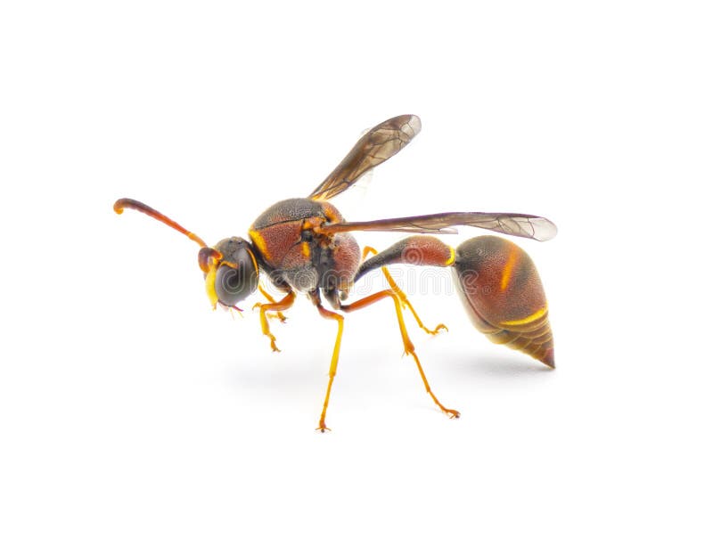 Smiths Potter Wasp - Eumenes Smithii - Isolated on White Background ...