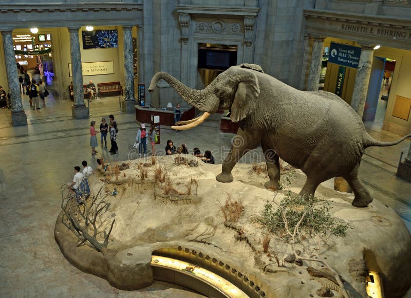 Smithsonian Museum African Elephant Exhibit Editorial Photography ...