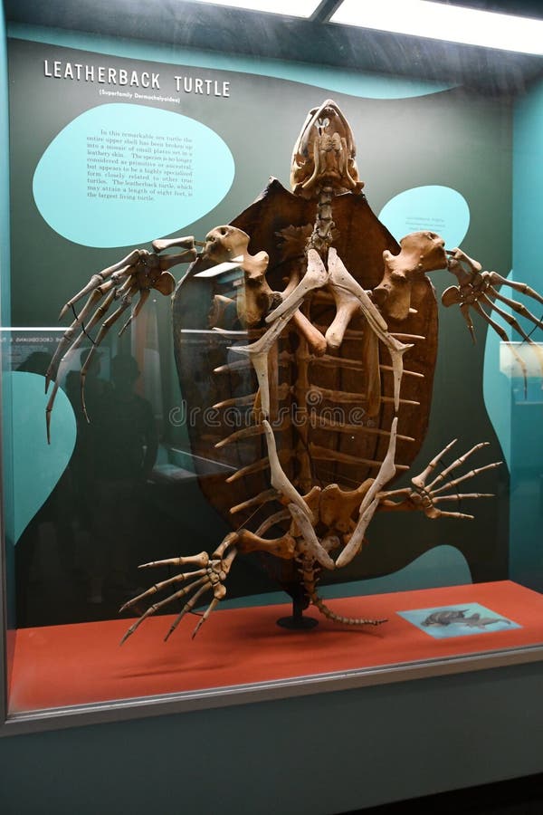 Smithsonian National Museum of Natural History in Washington DC ...