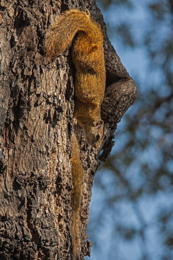 Smits Bush Squirrel Paraxerus Cepapi 10612 Stock Photo - Image of ...