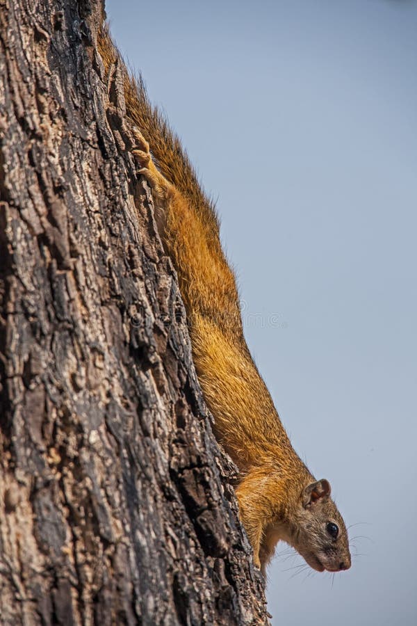 Smits Bush Squirrel Paraxerus Cepapi 10617 Stock Image - Image of ...