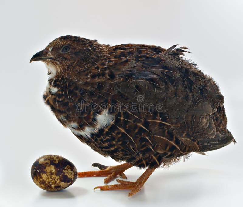 Smocking Quail Picture. Image: 14989985