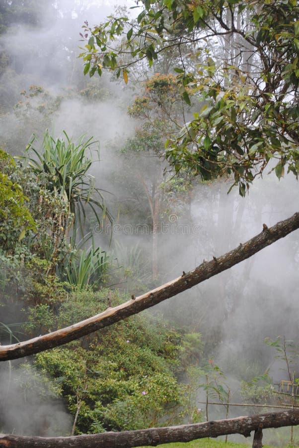 Smoke Around the Trees from Kamojang Crater Stock Photo - Image of ...