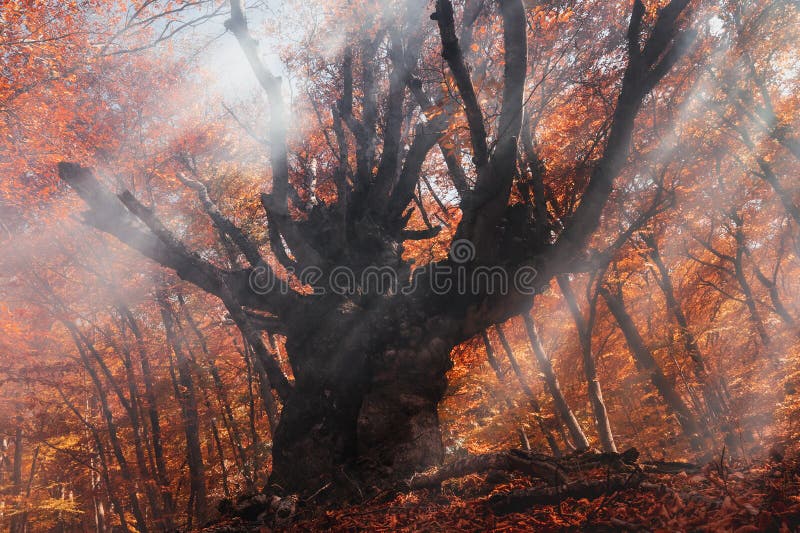 Smoke in Beech Forest. Image for Illustrating Fires Stock Image - Image ...