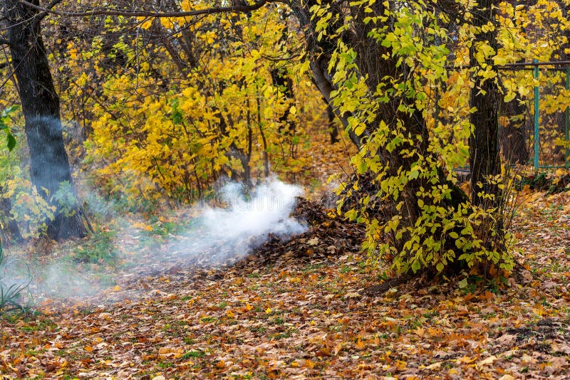 Smoke from Burning Autumn Leaves in the Park. Selective Soft Focus ...