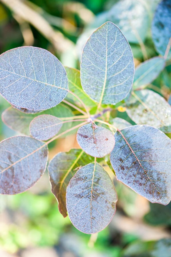 Smoke bush leaves stock image. Image of coggygria, colorful - 78488057
