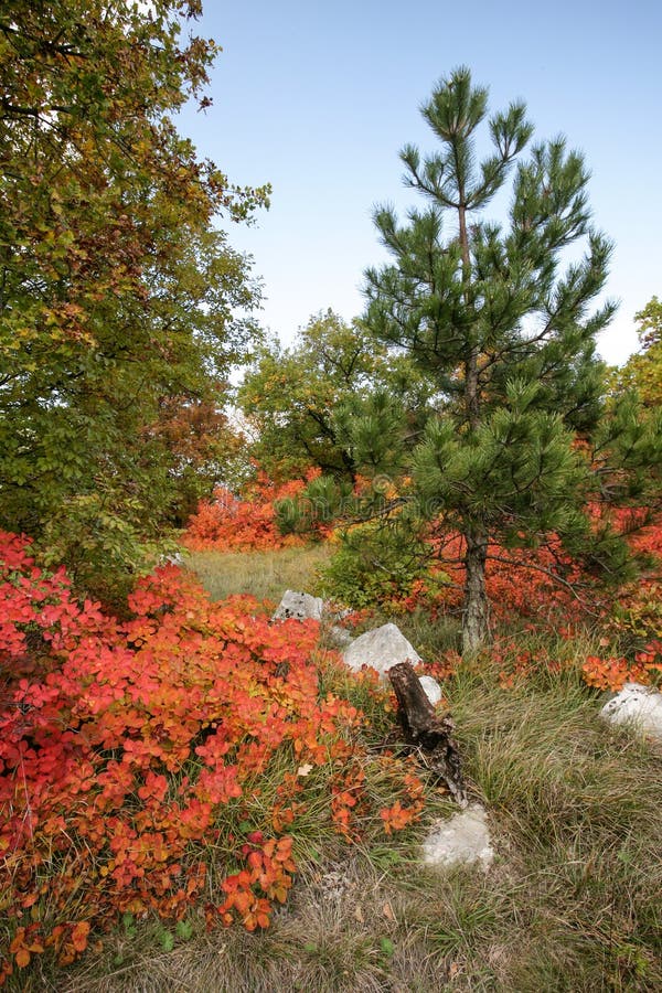 Smoke bushes in autumn stock image. Image of nature, bush - 84509911