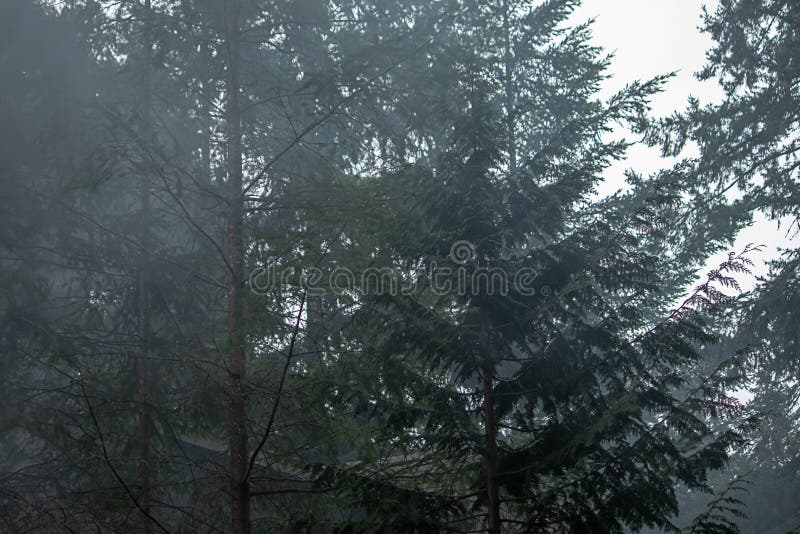 Smoke from a Camp Fire Leaves Trails of White Smoke in Pine Trees Stock ...