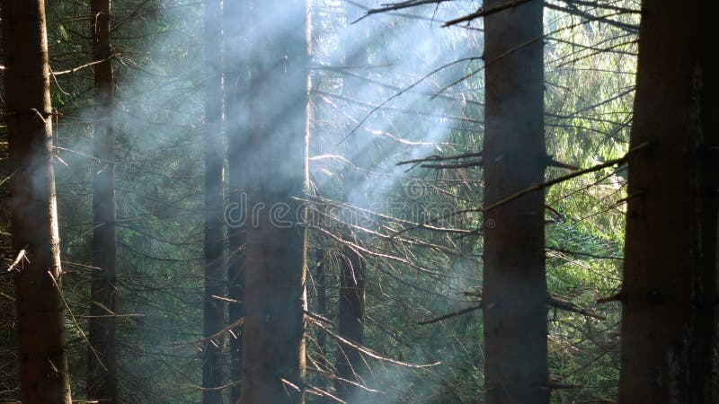 Smoke from a Camp Fire Rises through the Forest Pine Trees Stock Video ...