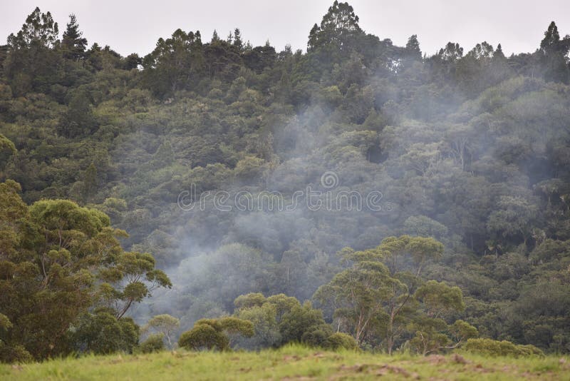 Smoke coming from forest stock photo. Image of plant - 79897334