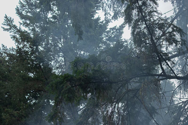 Smoke Crawling Up through Large Pine Trees Stock Photo - Image of cloud ...