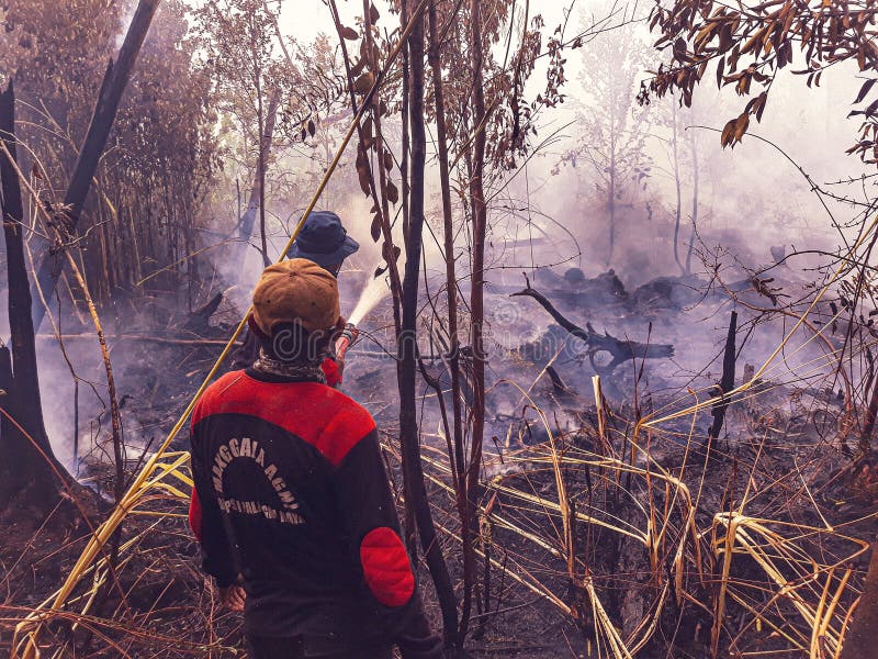 Forest fire fighter editorial photo. Image of plant - 221897511