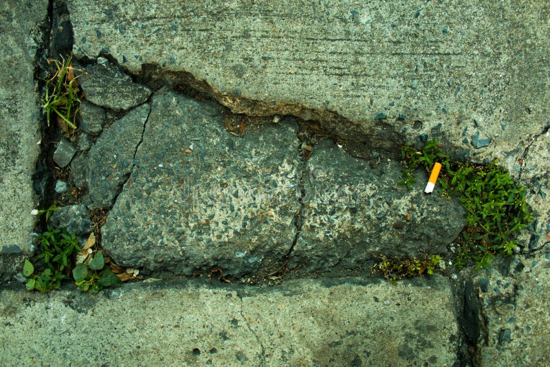 Smoke fall plant stock photo. Image of closeup, grow - 111591932