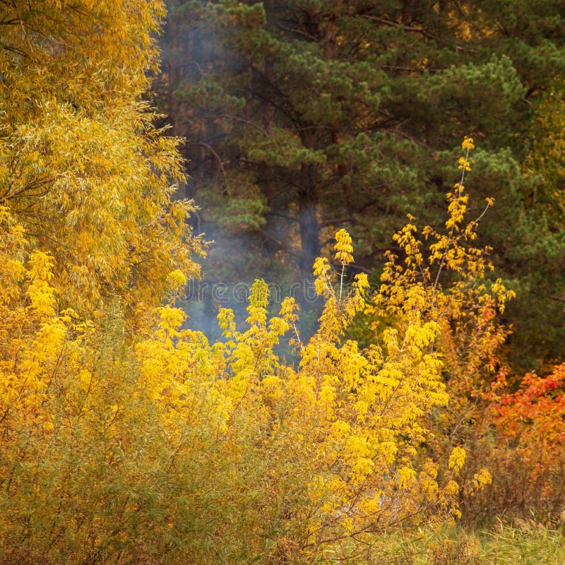 Smoke from Fire in the Forest in Autumn Stock Image - Image of nature ...