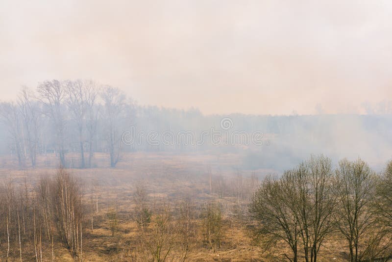 Smoke from the Fire in the Forest. Smoke Forests. the Beginning of a ...