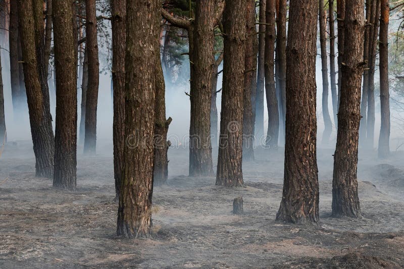 Smoke after Fire in Pine Forest Stock Image - Image of weather, pine ...