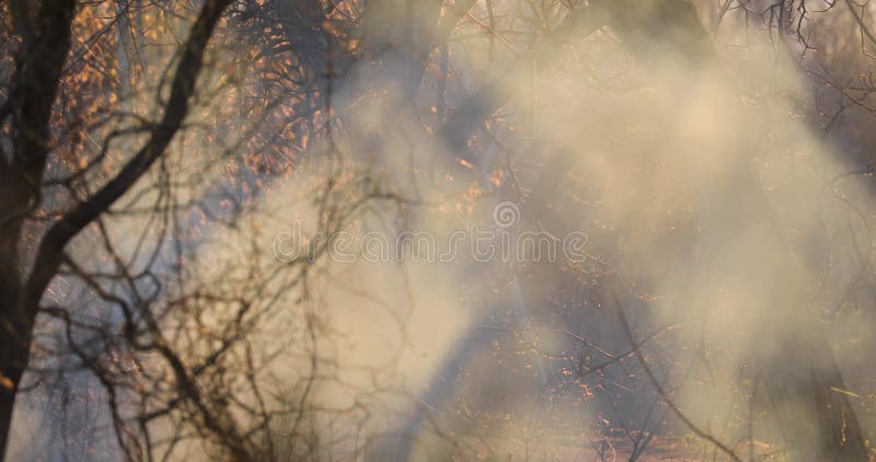 Smoke from Fire between Trees Stock Video - Video of misty, bonfire ...