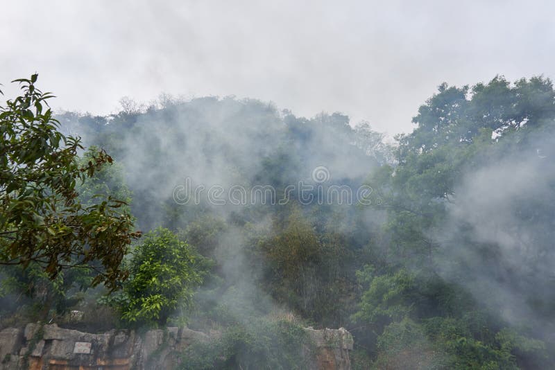 Smoke of Fire between Trees Stock Photo - Image of foggy, scenery ...