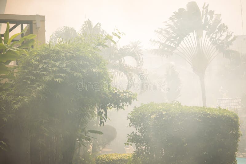 Smoke Fog in the Branches of Palm Trees Stock Image - Image of hotel ...