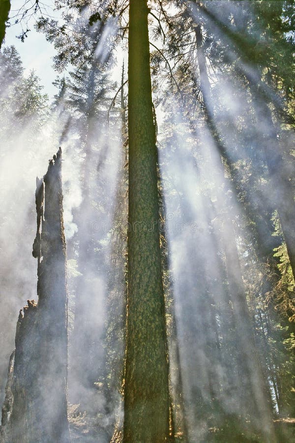 Smoke in forest stock image. Image of grass, fire, smole - 364092393