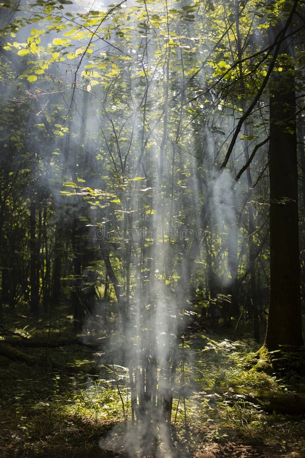 Smoke Forest Rays Light Sun Play Stock Photos - Free & Royalty-Free ...
