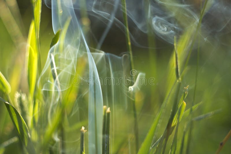 Smoke in the grass stock photo. Image of smoke, summer - 25755292