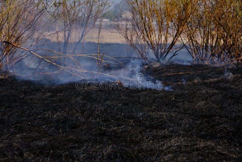 147 Burnt Sky Over Forest Stock Photos - Free & Royalty-Free Stock ...
