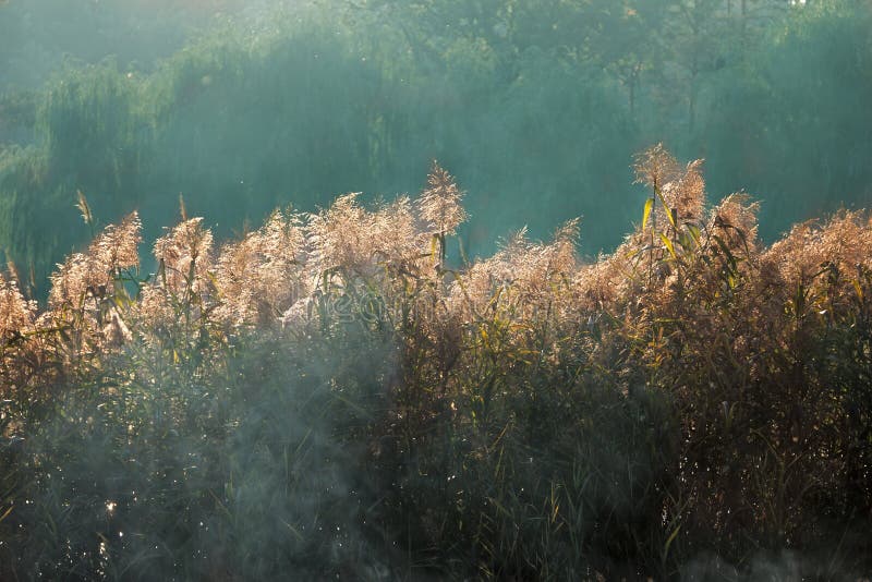 Smoke over Reed grass stock image. Image of rural, sunlight - 67925217