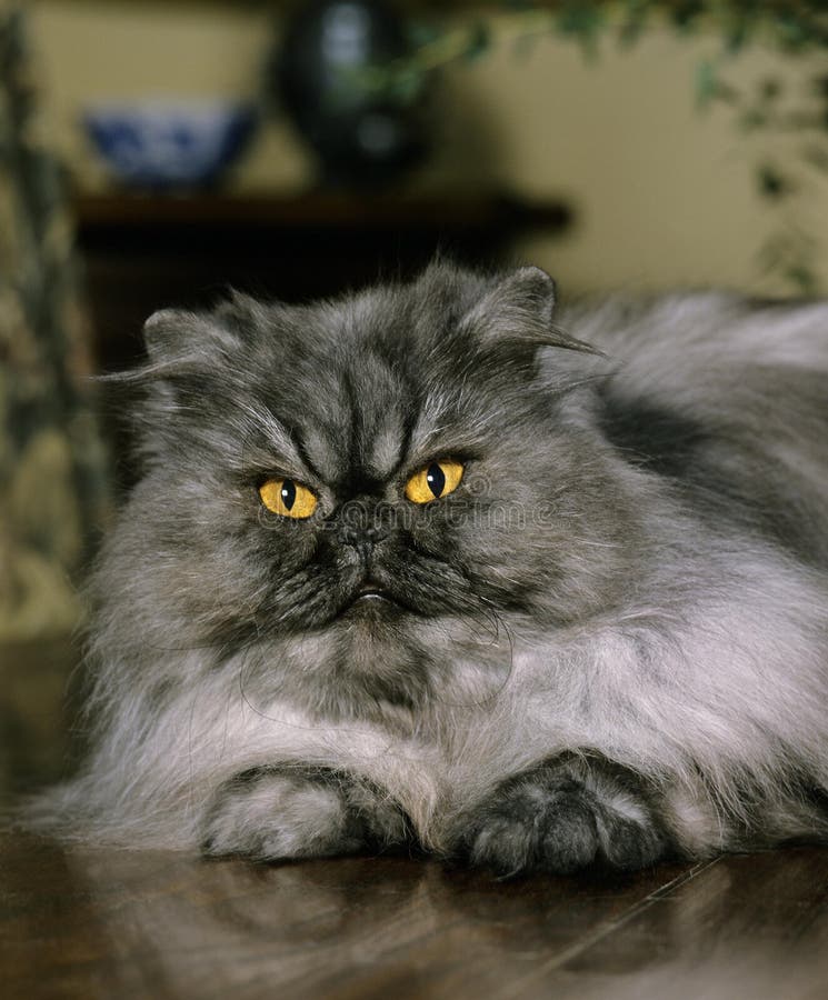 249 Cats Smoke Stock Photos - Free & Royalty-Free Stock Photos from ...