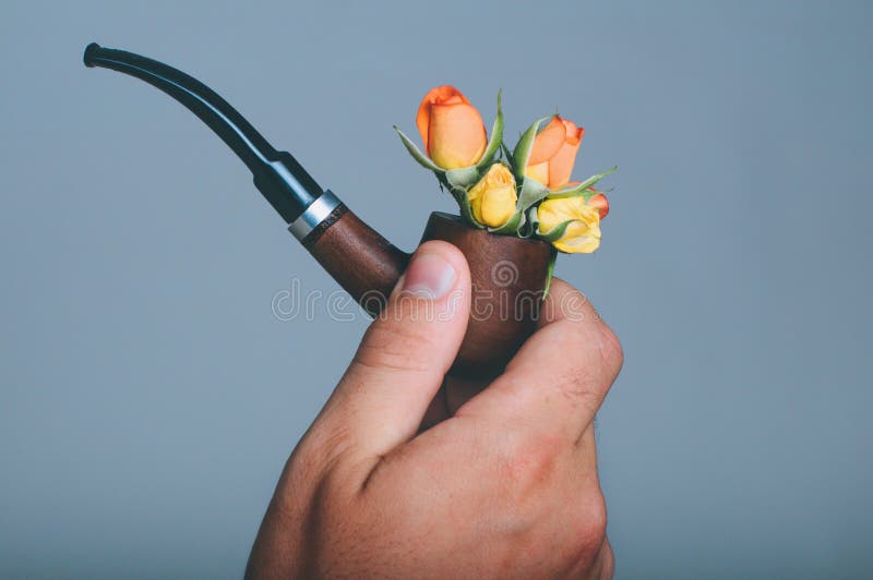 Smoke Pipe in Male Hand with Rose Flowers Stock Image - Image of ...