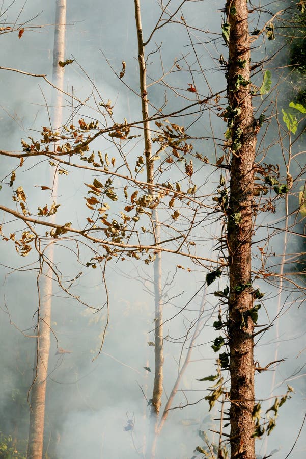 Smoke Prairie Fire. Dry Grass Blazes among Bushes Destruction of ...