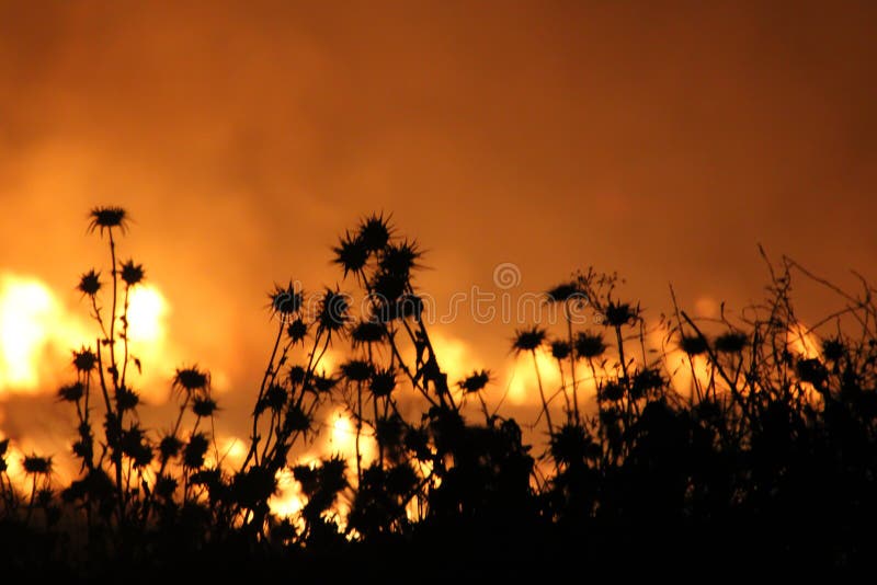 Smoke Rises from Forest Fire Stock Image - Image of color, power: 245725505