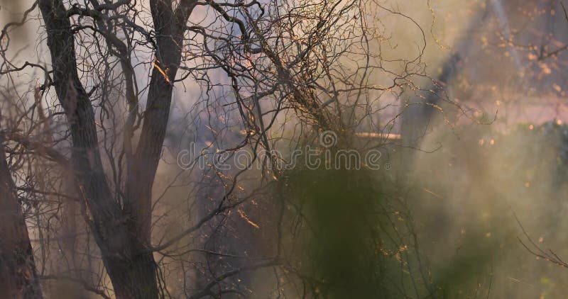Smoke from Fire between Trees Stock Footage - Video of smoke, change ...