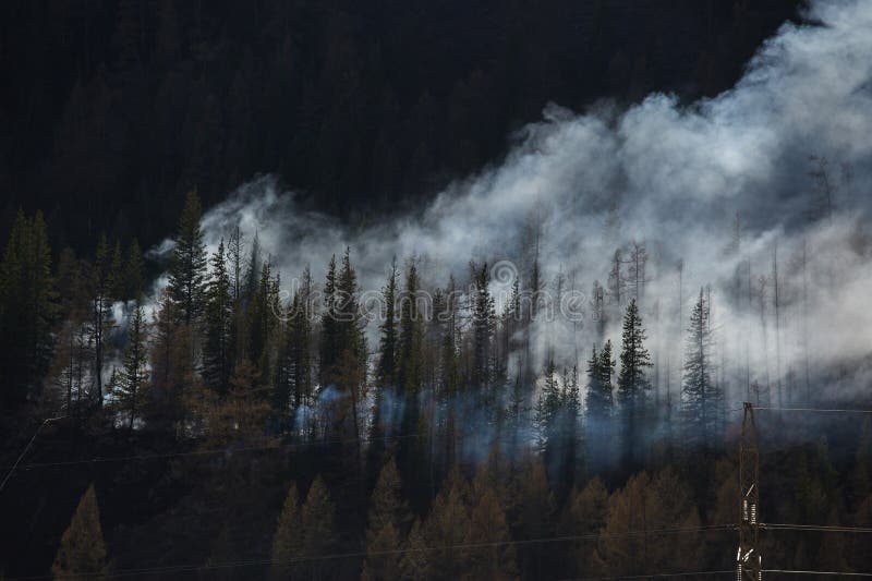 Smoke Rising from a Forest Fire in a Dense Pine Forest with Power Lines ...