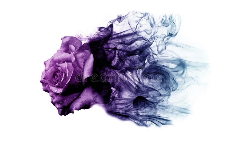 Smoke Rose from. the Smoke Rose from Stock Photo - Image of pink, color ...